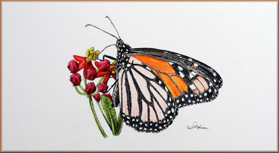 Pen and wash Monarch butterfly online tutorial - The Devon Artist