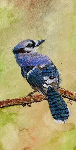 blue jay watercolor tutorial, step by step video guide - The Devon Artist