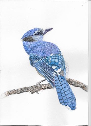 blue jay watercolor tutorial, step by step video guide - The Devon Artist