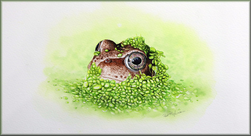 Frog watercolour painting lesson, step-by-step painting - The Devon Artist