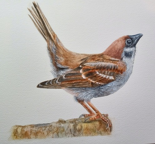 Painting brown birds in watercolour, Tree Sparrow study - The Devon Artist
