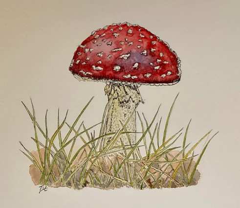 Pen and Wash Toadstool Illustration using Watercolour - The Devon Artist