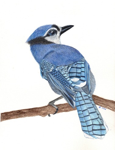 blue jay watercolor tutorial, step by step video guide - The Devon Artist