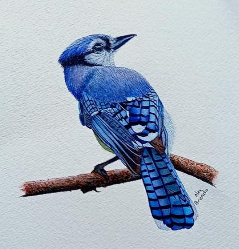 blue jay watercolor tutorial, step by step video guide - The Devon Artist