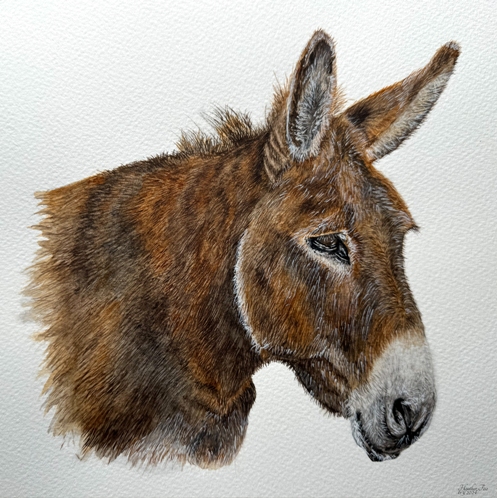 How to paint a donkey in watercolour, video art lesson - The Devon Artist