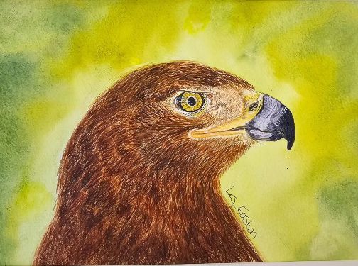 Realistic eagle watercolour illustration - video tutorial - The Devon ...