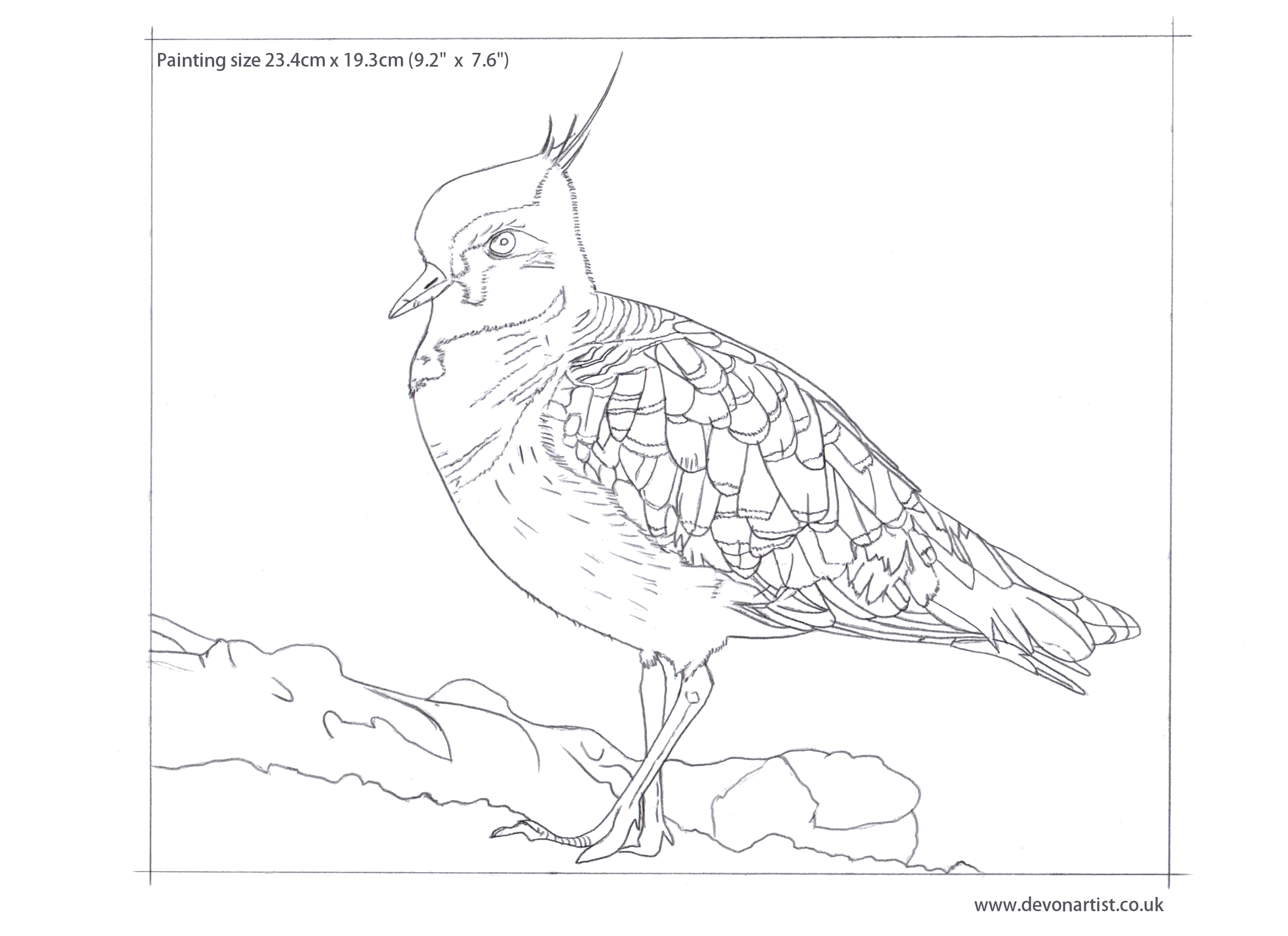 How to paint iridescent feathers in watercolour - The Devon Artist