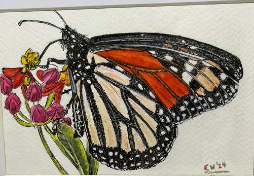 Pen and wash Monarch butterfly online tutorial - The Devon Artist