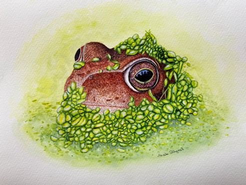 Frog watercolour painting lesson, step-by-step painting - The Devon Artist