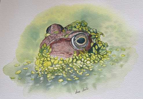 Frog watercolour painting lesson, step-by-step painting - The Devon Artist