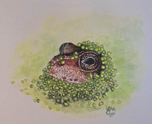 Frog watercolour painting lesson, step-by-step painting - The Devon Artist