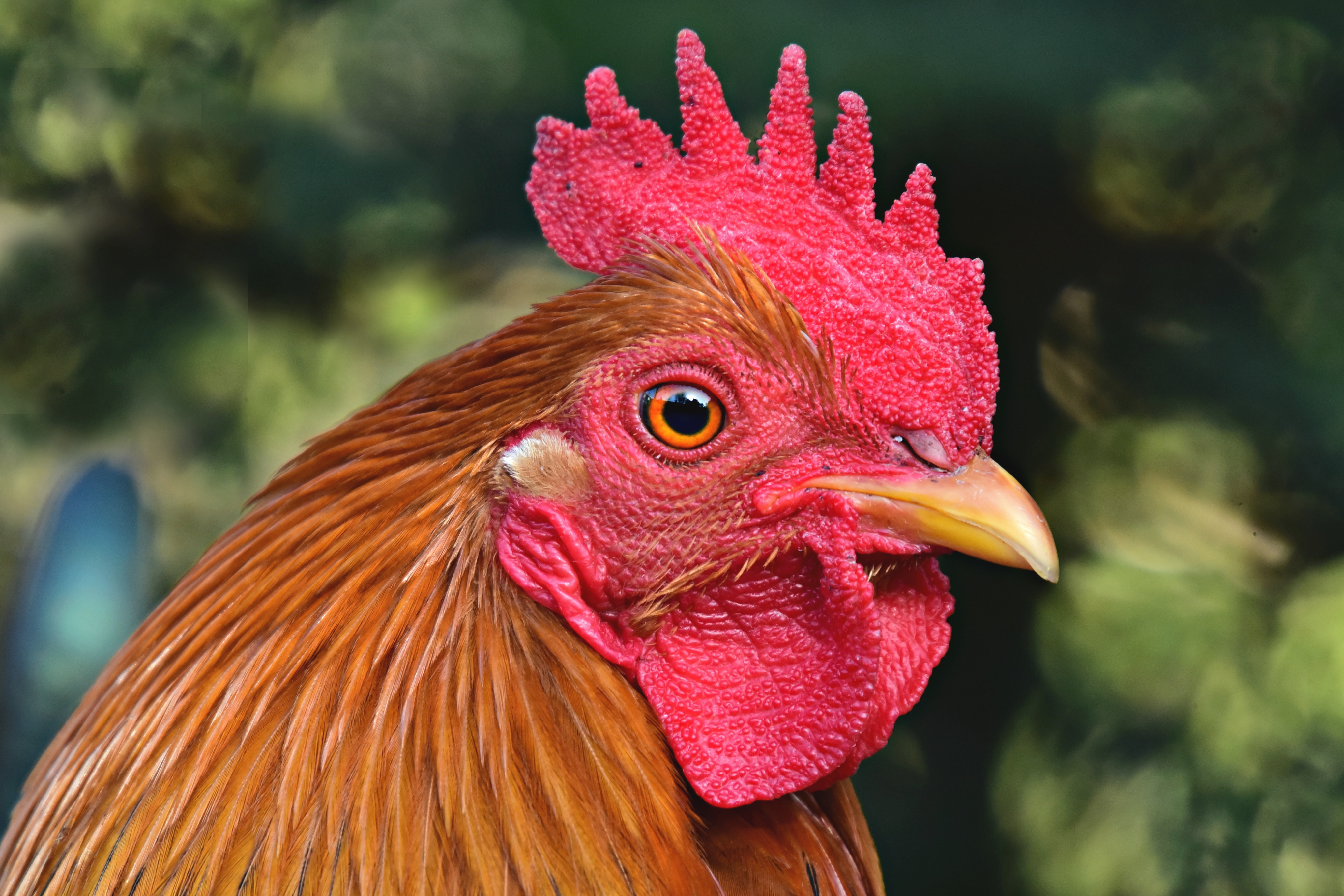 Rooster watercolor painting lesson - The Devon Artist
