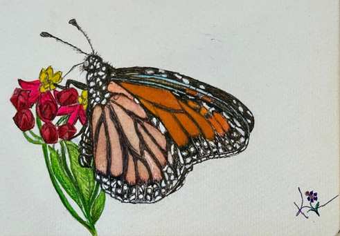 Pen and wash Monarch butterfly online tutorial - The Devon Artist