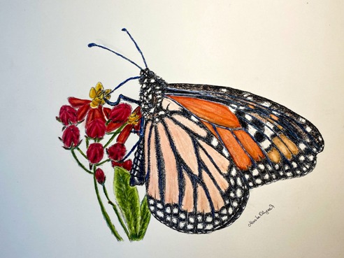 Pen and wash Monarch butterfly online tutorial - The Devon Artist