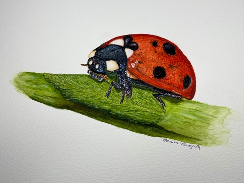Watercolour ladybird video tutorial of the whole painting - The Devon ...
