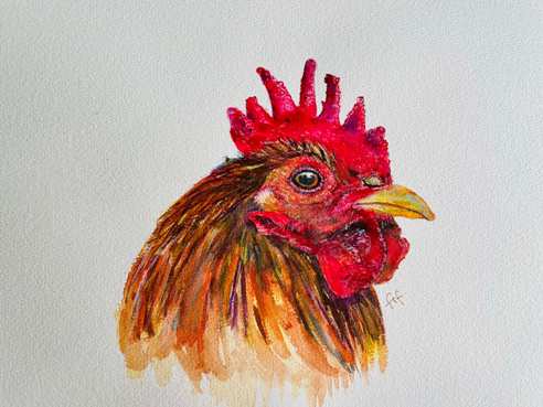 Rooster watercolor painting lesson - The Devon Artist