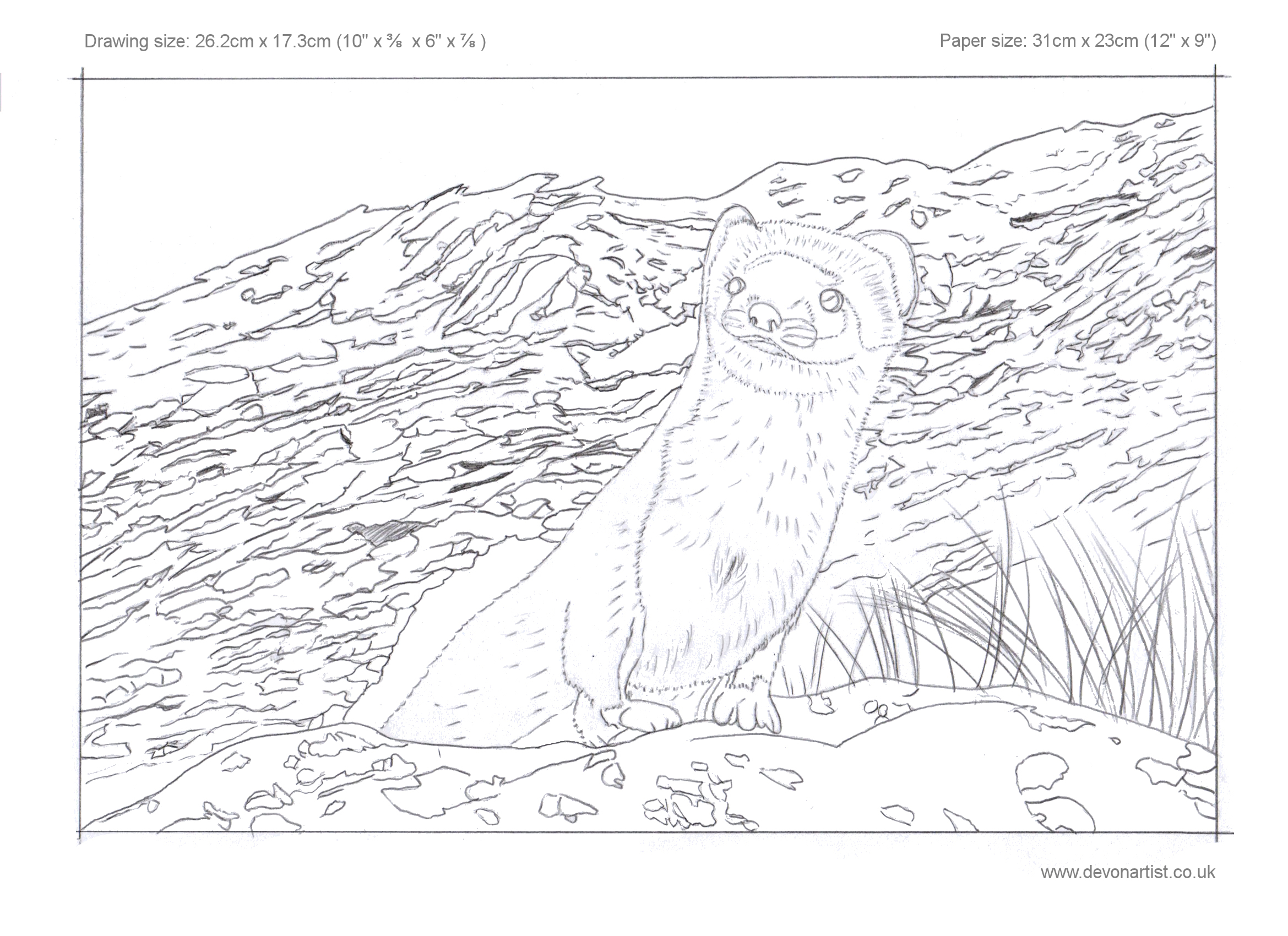 How to paint realistic wildlife in watercolour - The Devon Artist