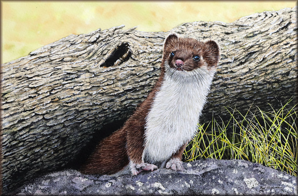 How to paint realistic wildlife in watercolour - The Devon Artist