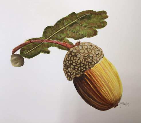 Wildlife in Watercolour Acorn Tutorial, learn how to paint - The Devon ...