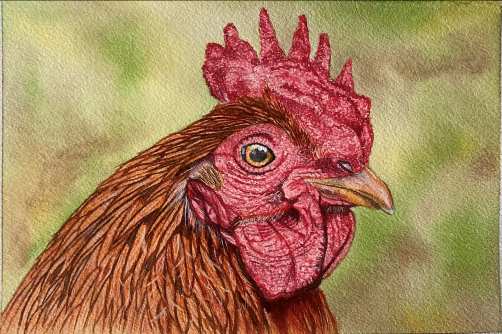 Rooster watercolor painting lesson - The Devon Artist