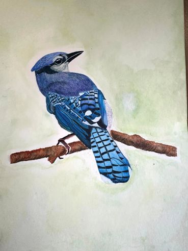 blue jay watercolor tutorial, step by step video guide - The Devon Artist