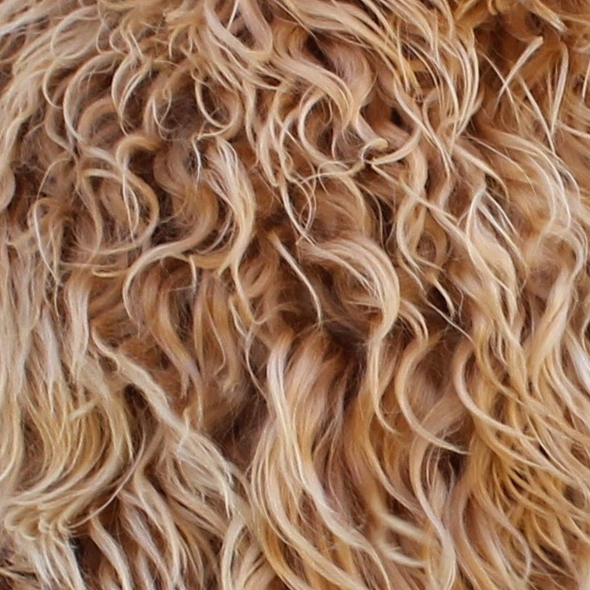 How to paint curly fur, using watercolours - The Devon Artist