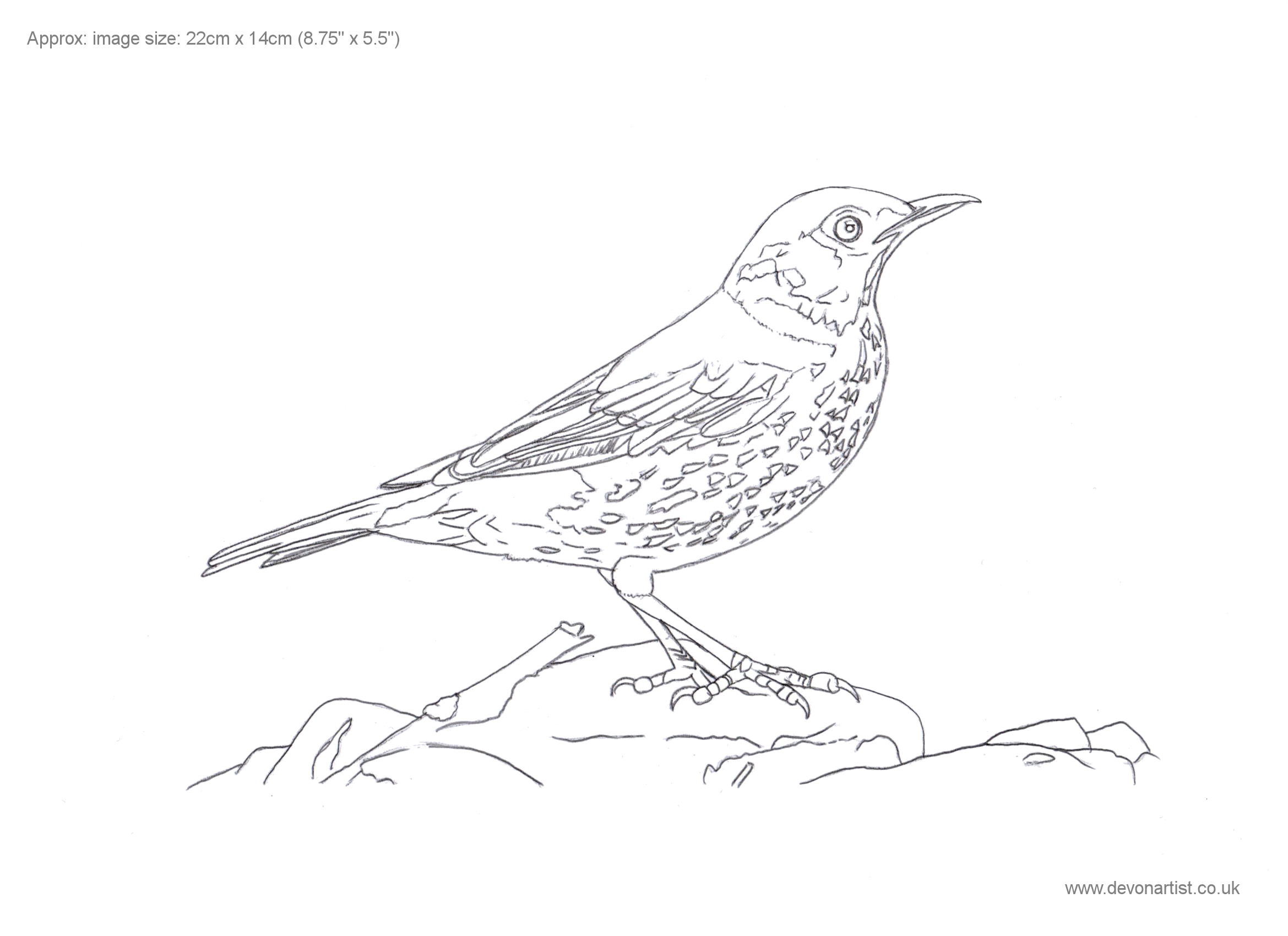 How to paint British birds in watercolour, online video lessons - The ...