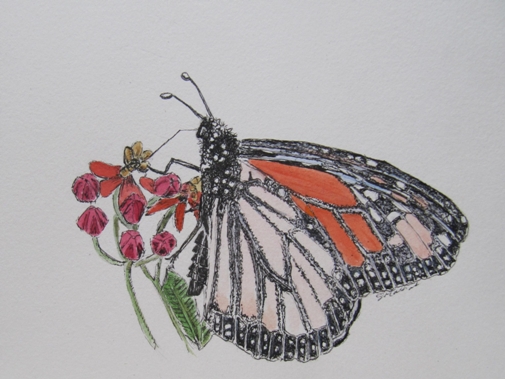 Pen and wash Monarch butterfly online tutorial - The Devon Artist