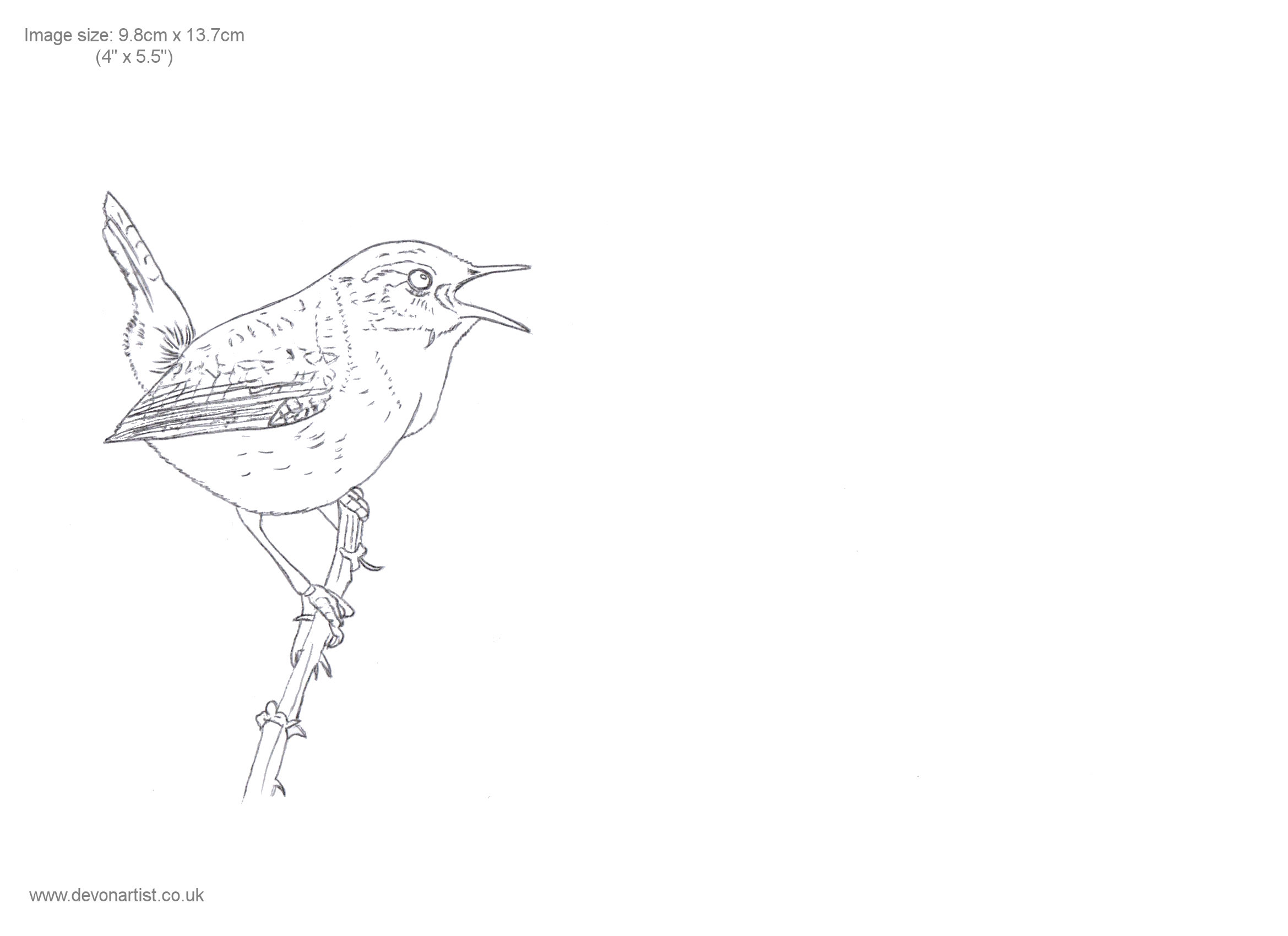 Paint a British wren in watercolour, online video tutorial - The Devon ...