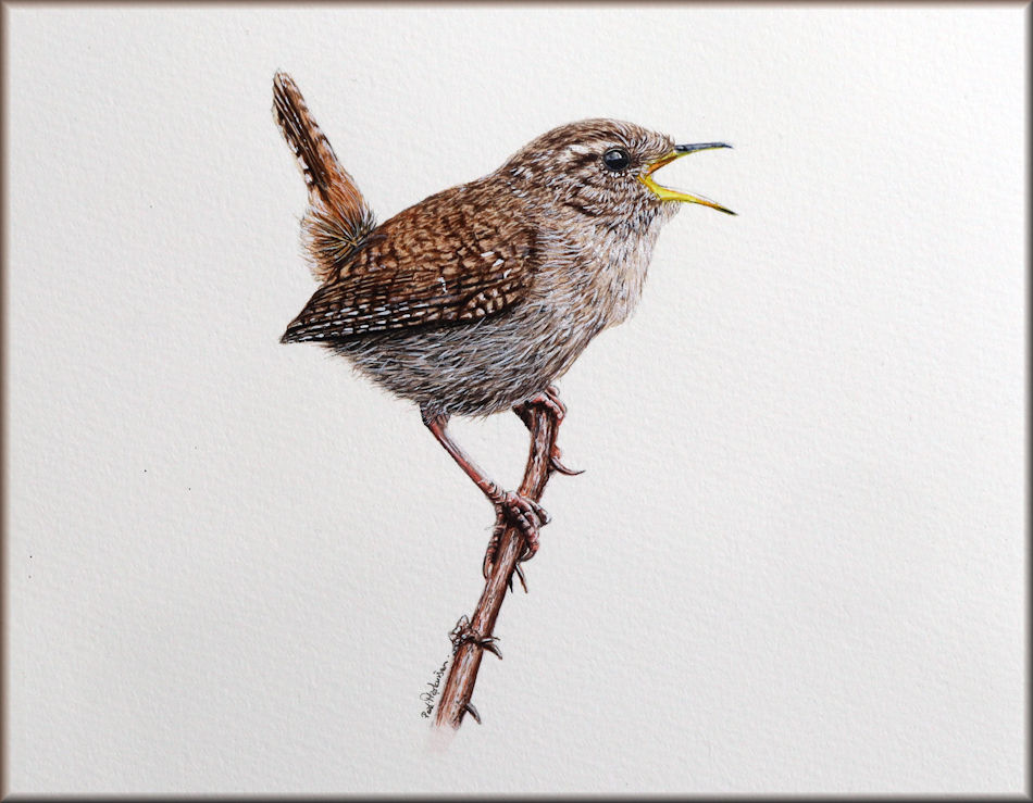 Paint a British wren in watercolour, online video tutorial - The Devon ...