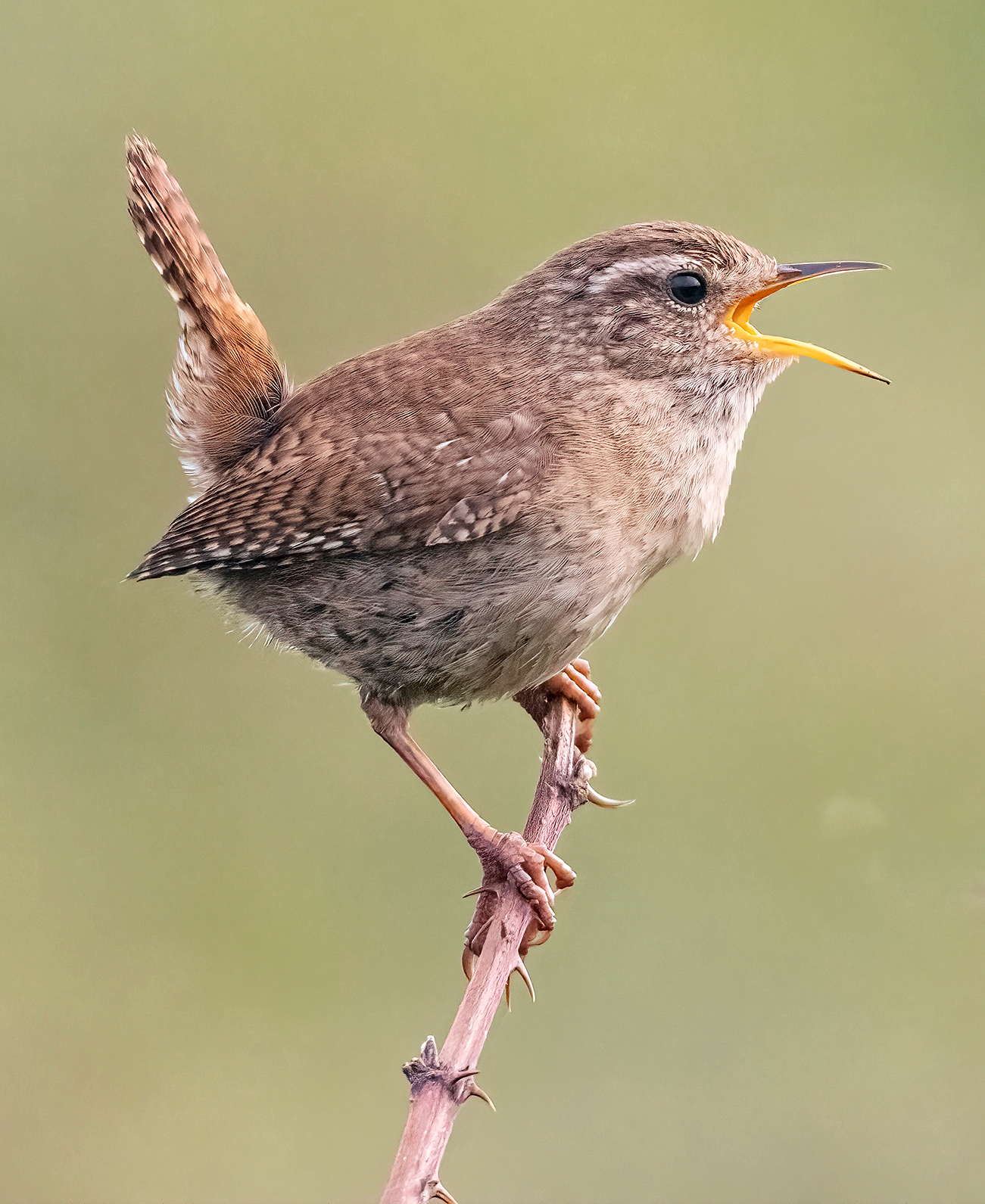 Paint a British wren in watercolour, online video tutorial - The Devon ...
