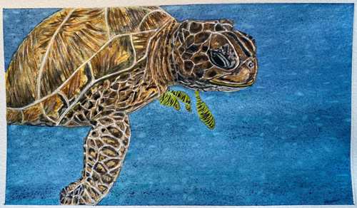 Realistic watercolour painting video - Sea Turtle - The Devon Artist