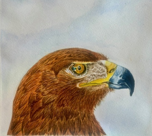 Realistic eagle watercolour illustration - video tutorial - The Devon ...
