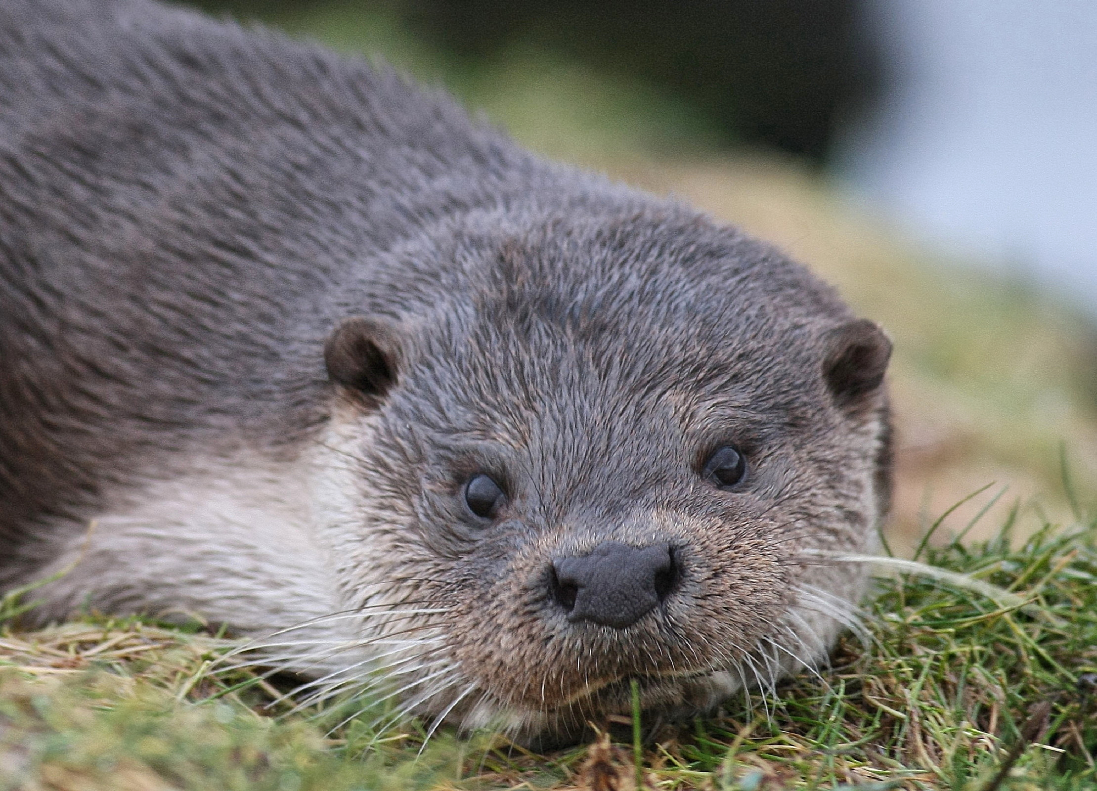 Online watercolor painting video, realistic otter wildlife study - The ...