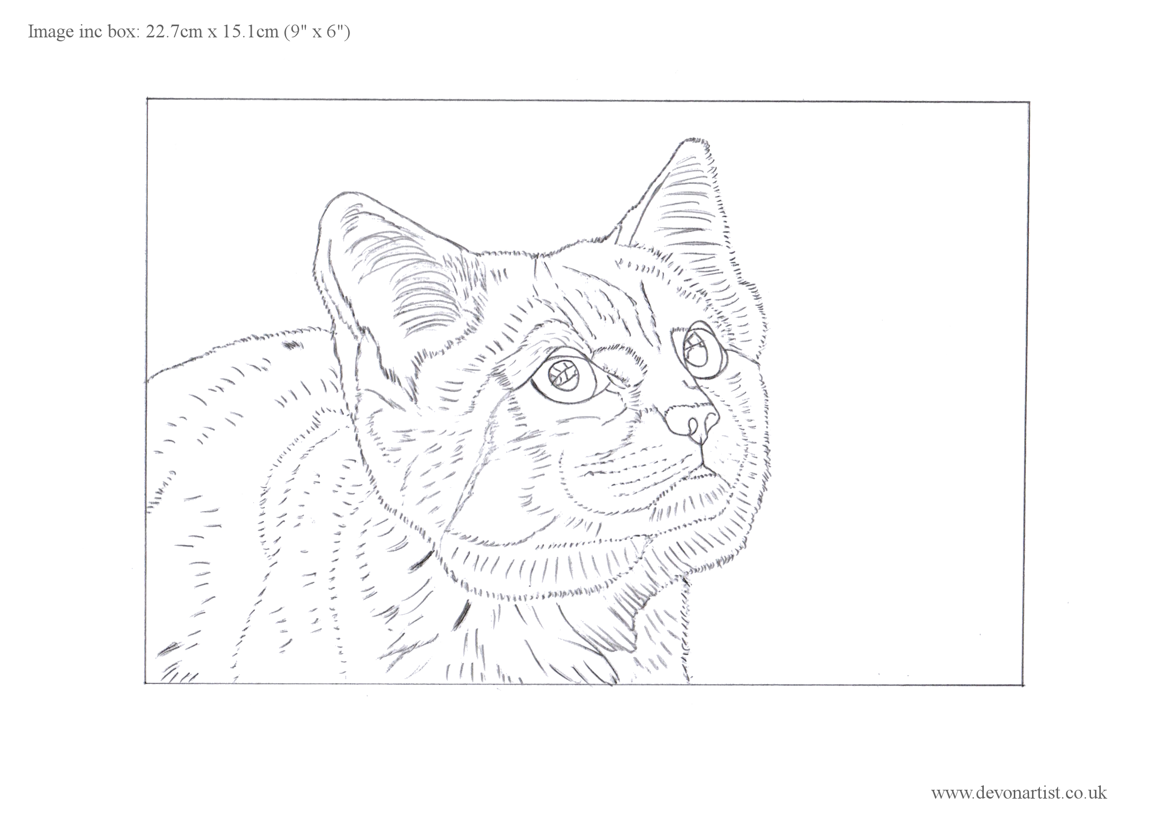 How to paint a realistic watercolor cat step by step - The Devon Artist