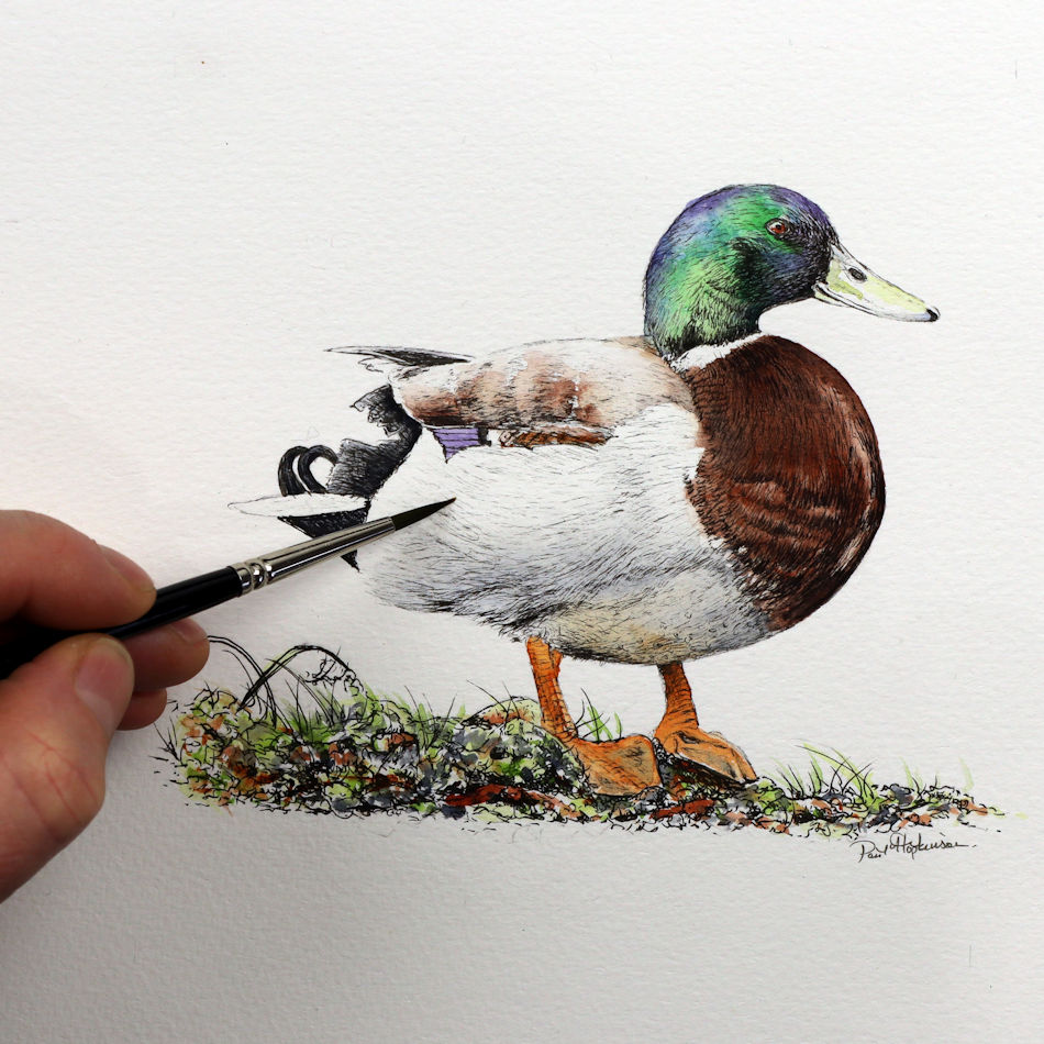 How to paint ducks in watercolour - The Devon Artist