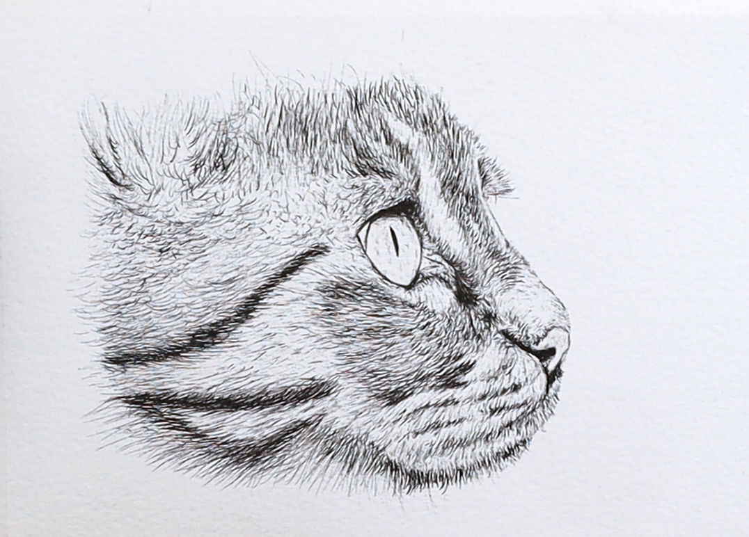 Home - The Devon Artist