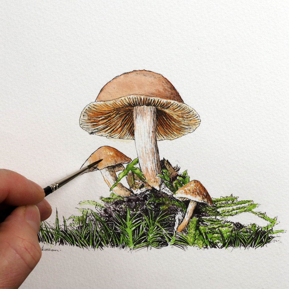 Fungi pen and wash tutorial using watercolours - The Devon Artist