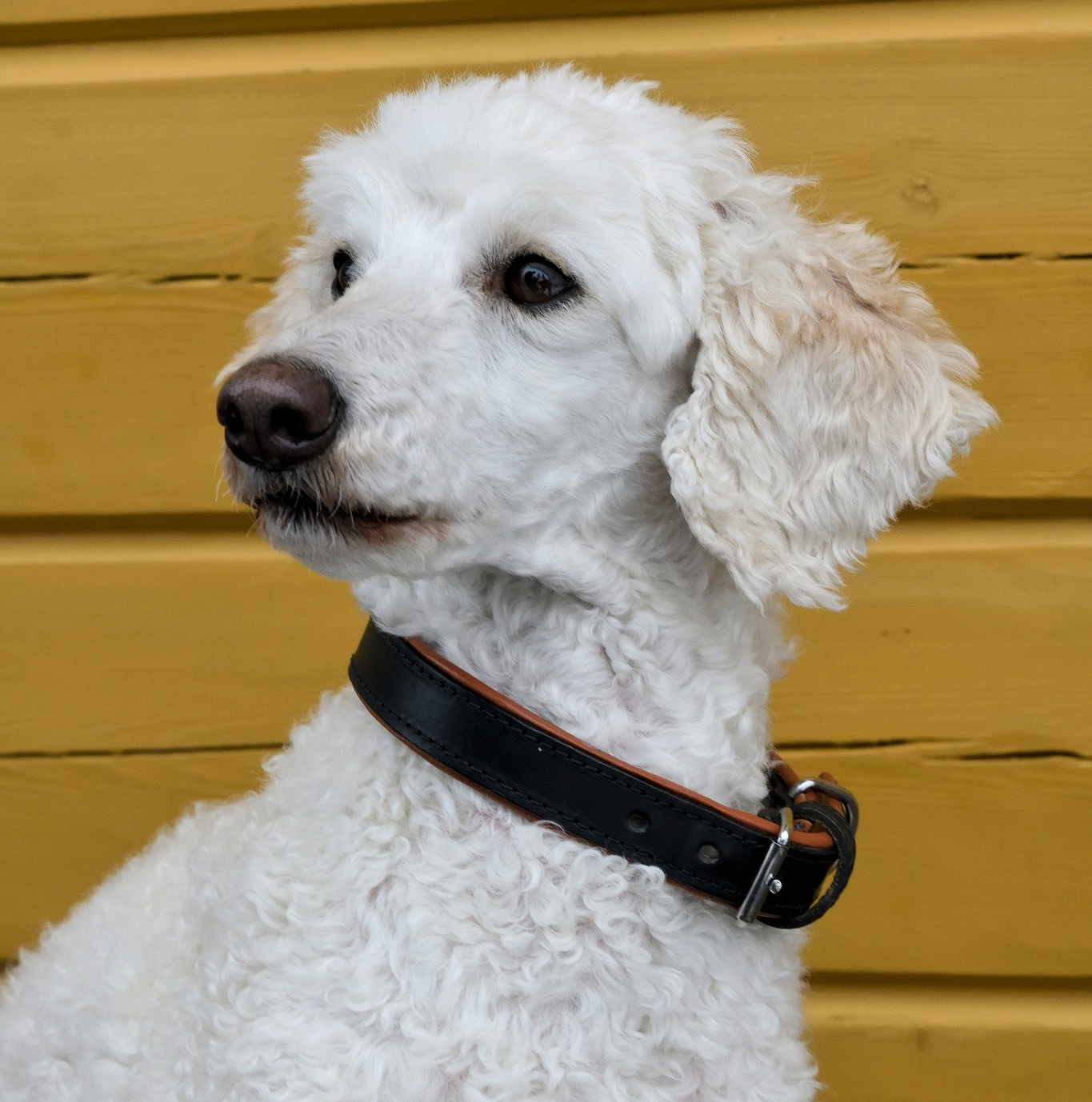 How to paint white curly fur - Poodle video tutorial - The Devon Artist