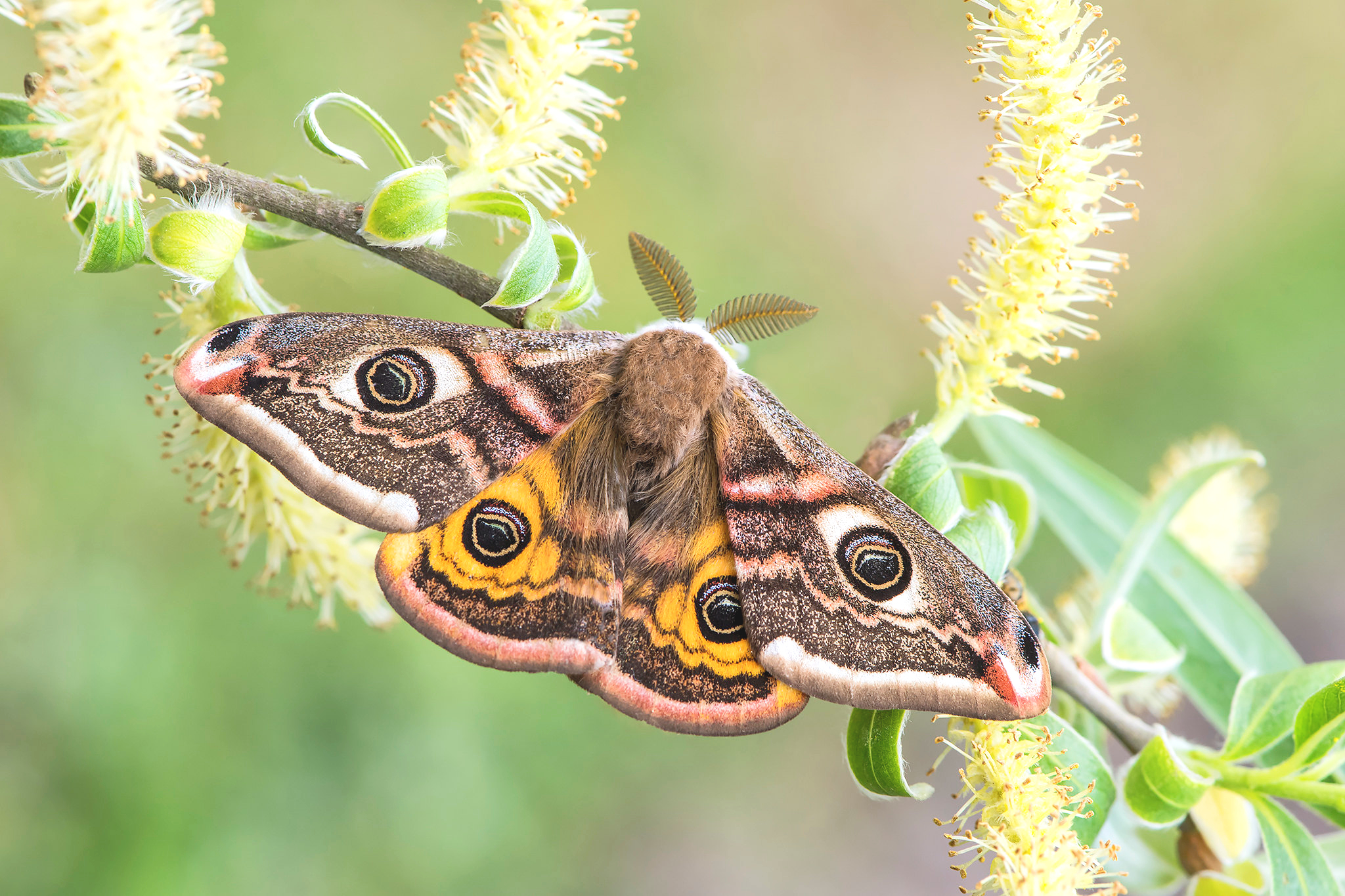 How to paint a moth in watercolour, step-by-step video lesson - The ...