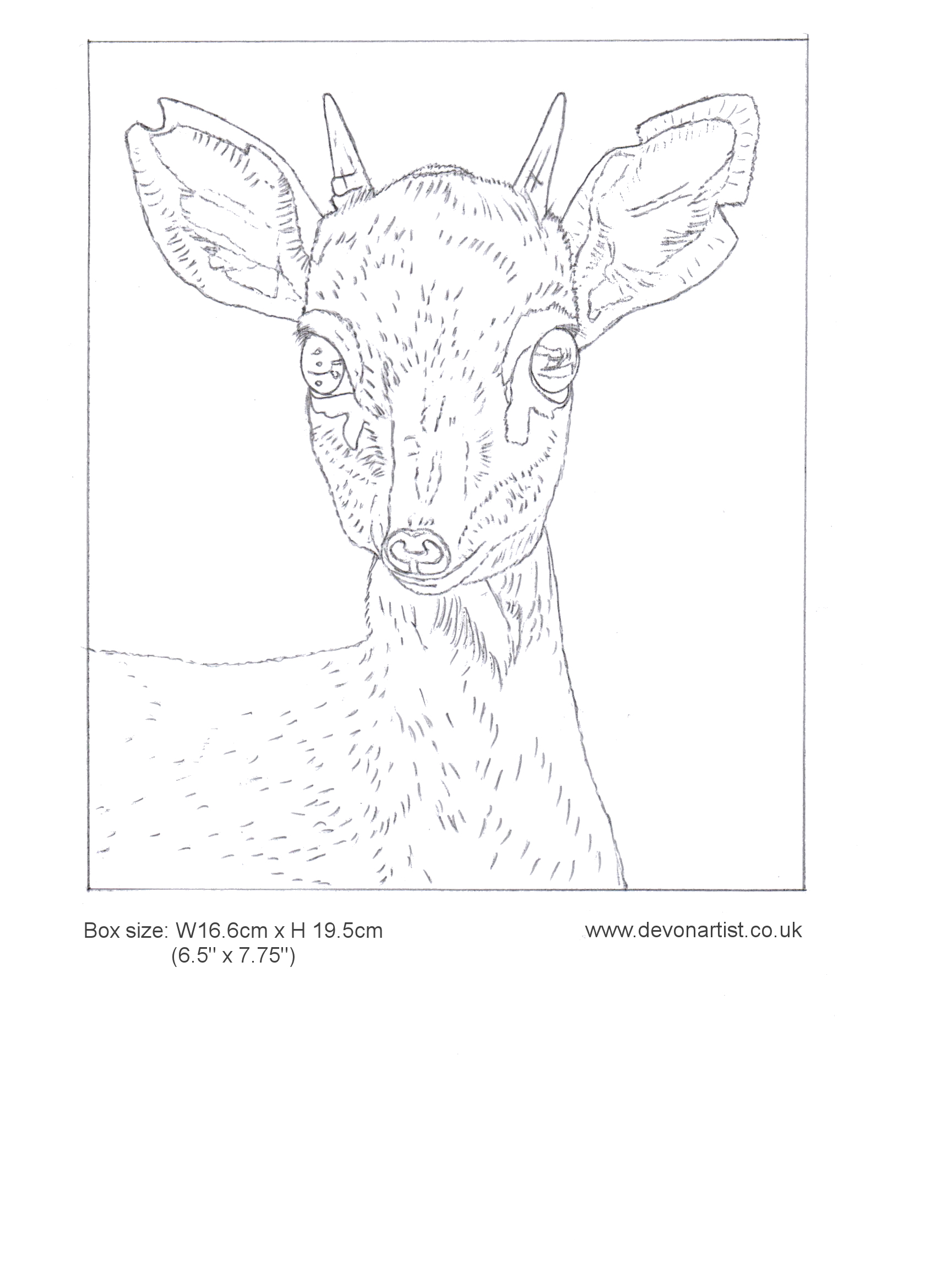Learn to paint realistic animals in watercolour - The Devon Artist