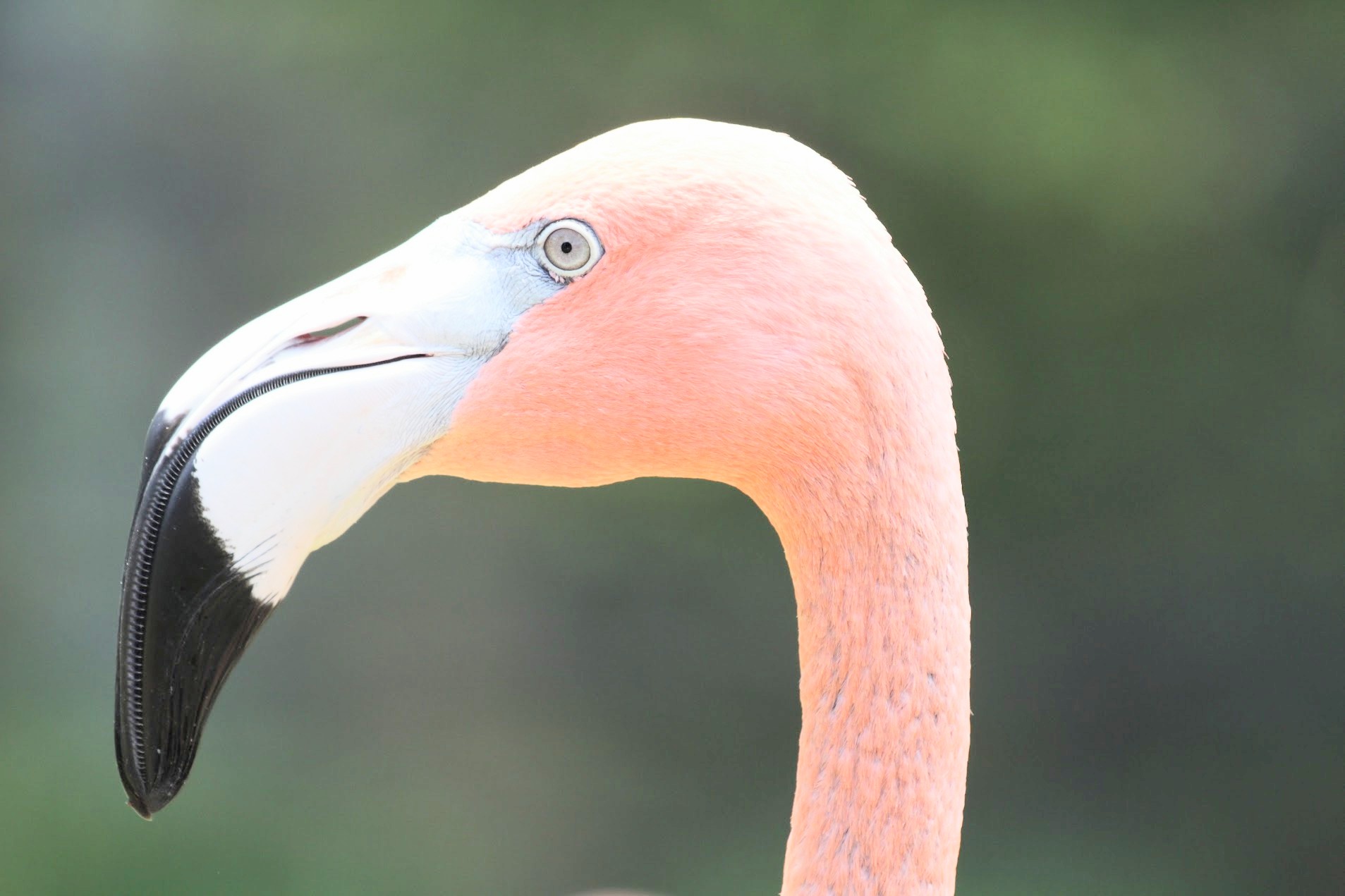 Beginner bird painting video lesson of a Flamingo - The Devon Artist